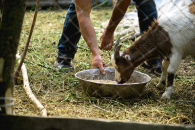 When to Wean Goats - Goat Journal